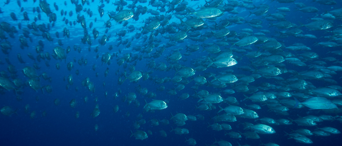 Two-year Countdown for Deep Seabed Mining | Research Institute for ...