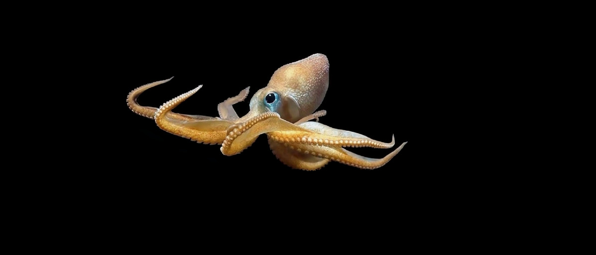 Deep Seabed Mining: ‘For the Benefit of Humankind as a Whole ...